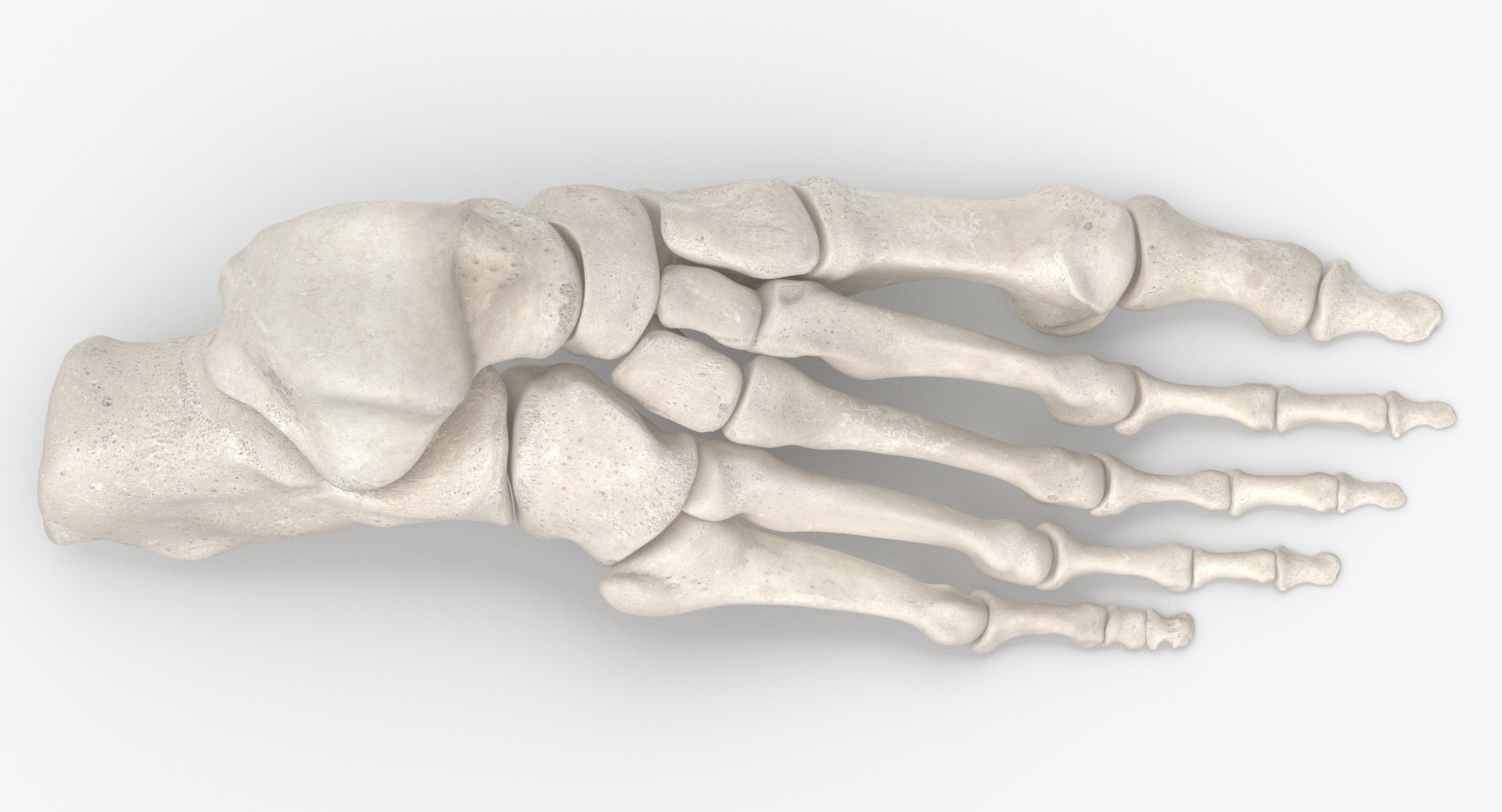 Human foot bones anatomy model - TurboSquid 1538252