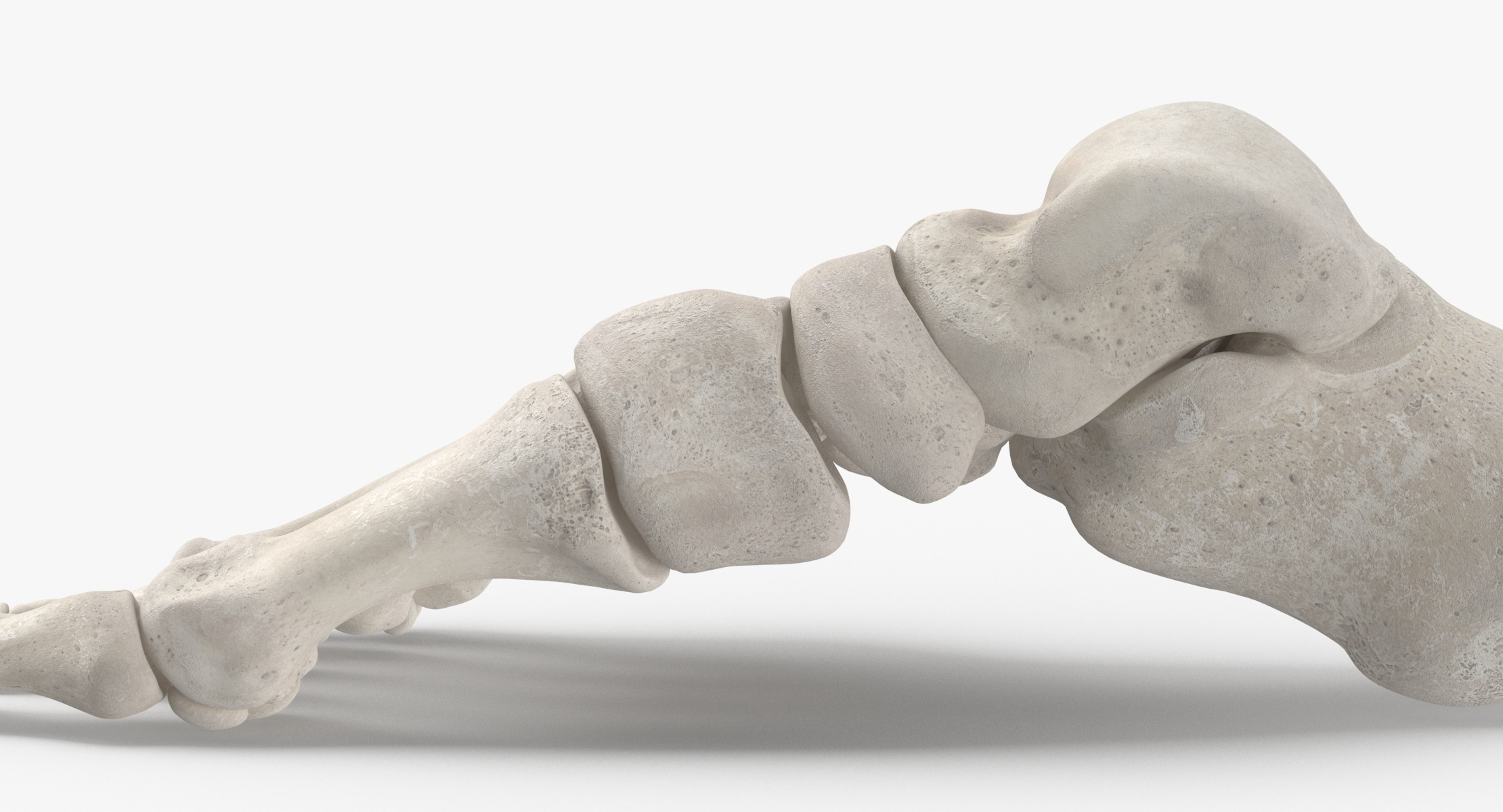Human foot bones anatomy model - TurboSquid 1538252