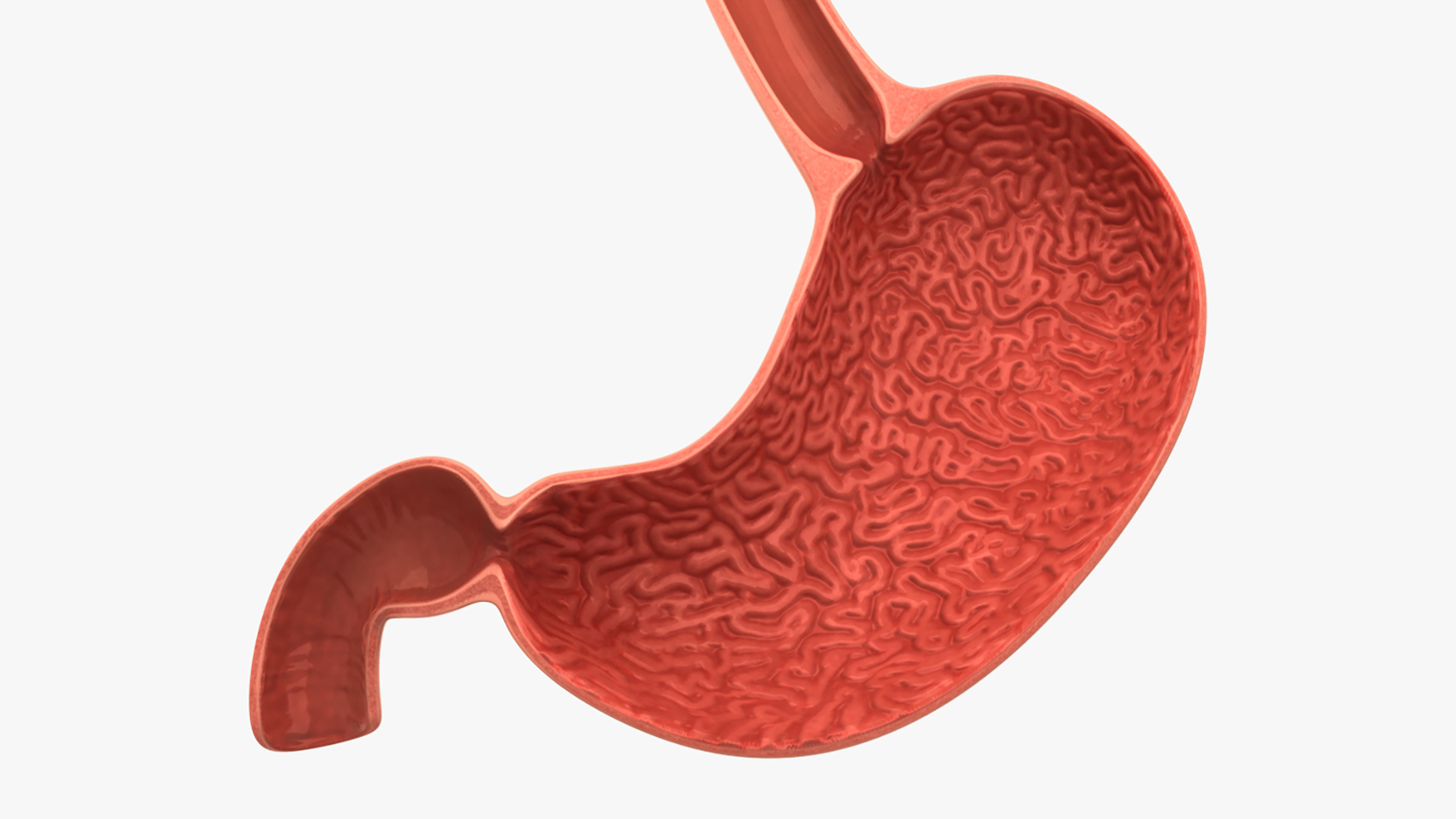 Stomach Anatomy Model - TurboSquid 1212747