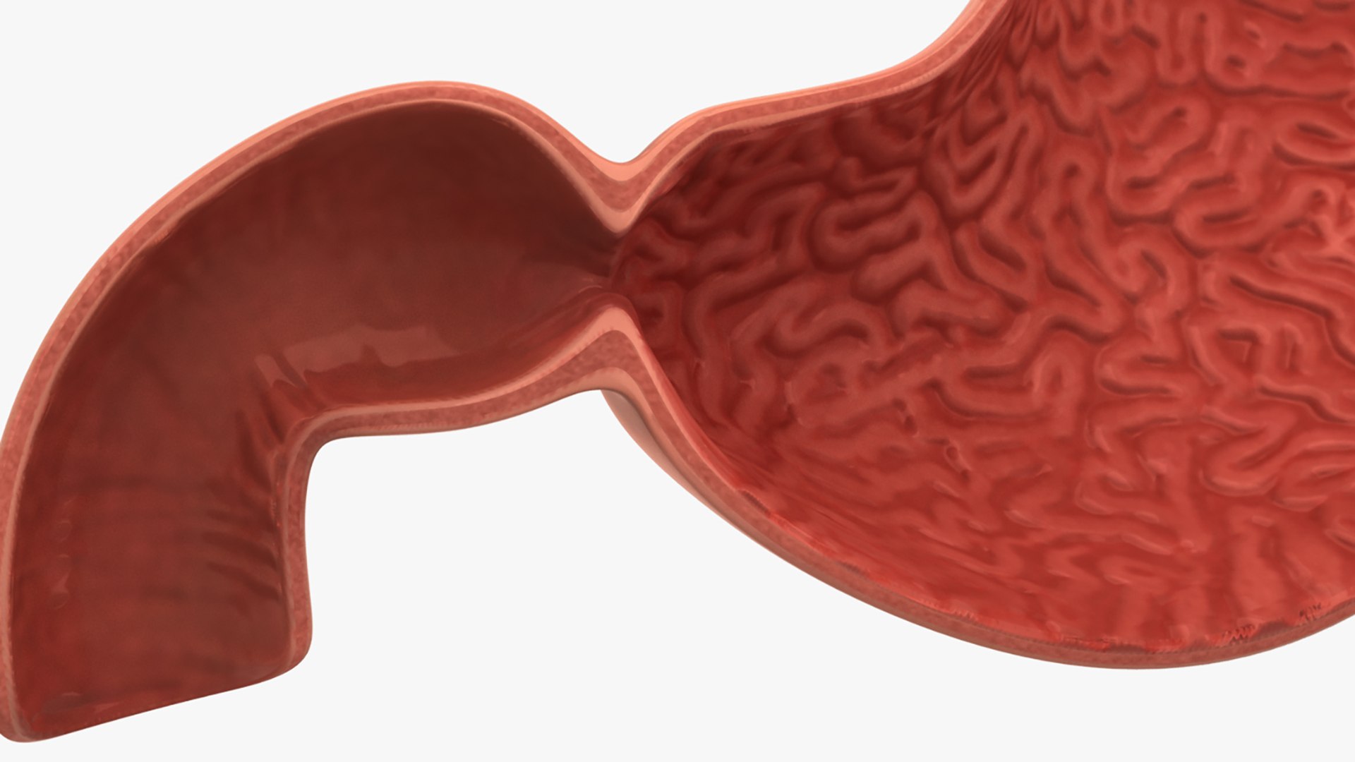 Stomach Anatomy Model - TurboSquid 1212747