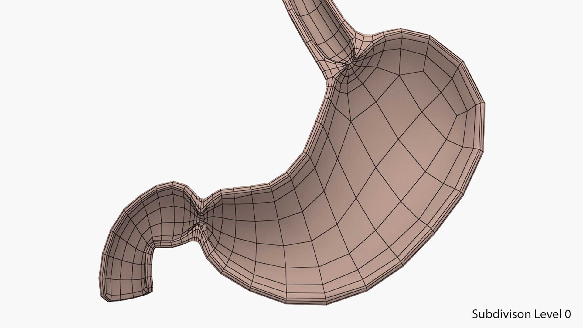 Stomach Anatomy Model - TurboSquid 1212747