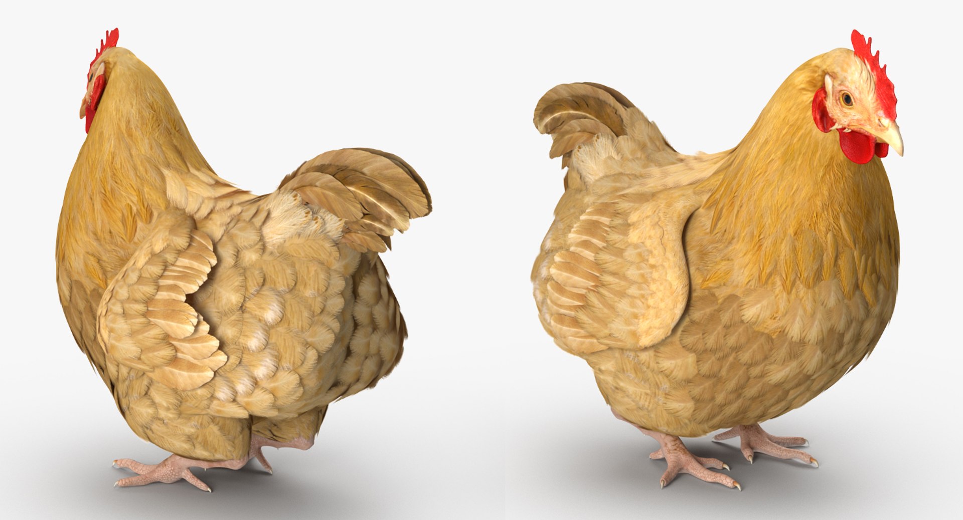 Chicken Rigged 3D Model - TurboSquid 1157386