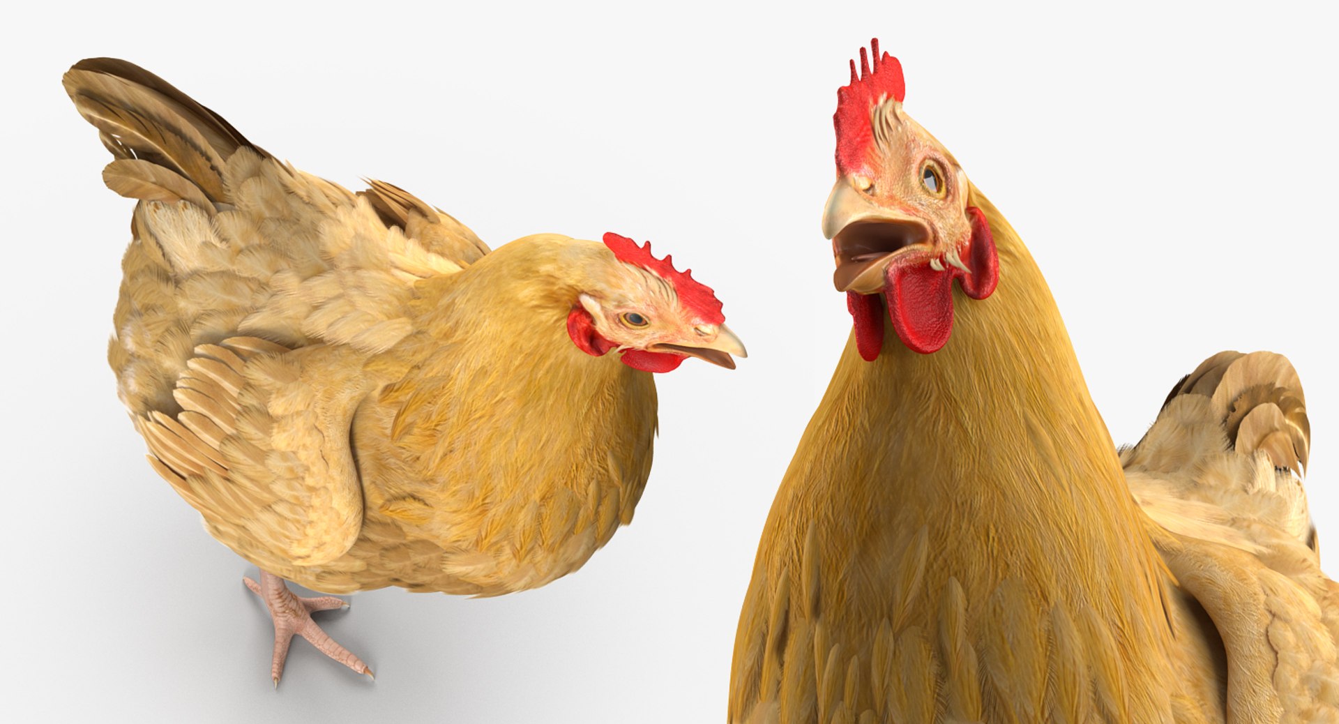 Chicken Rigged 3D Model - TurboSquid 1157386