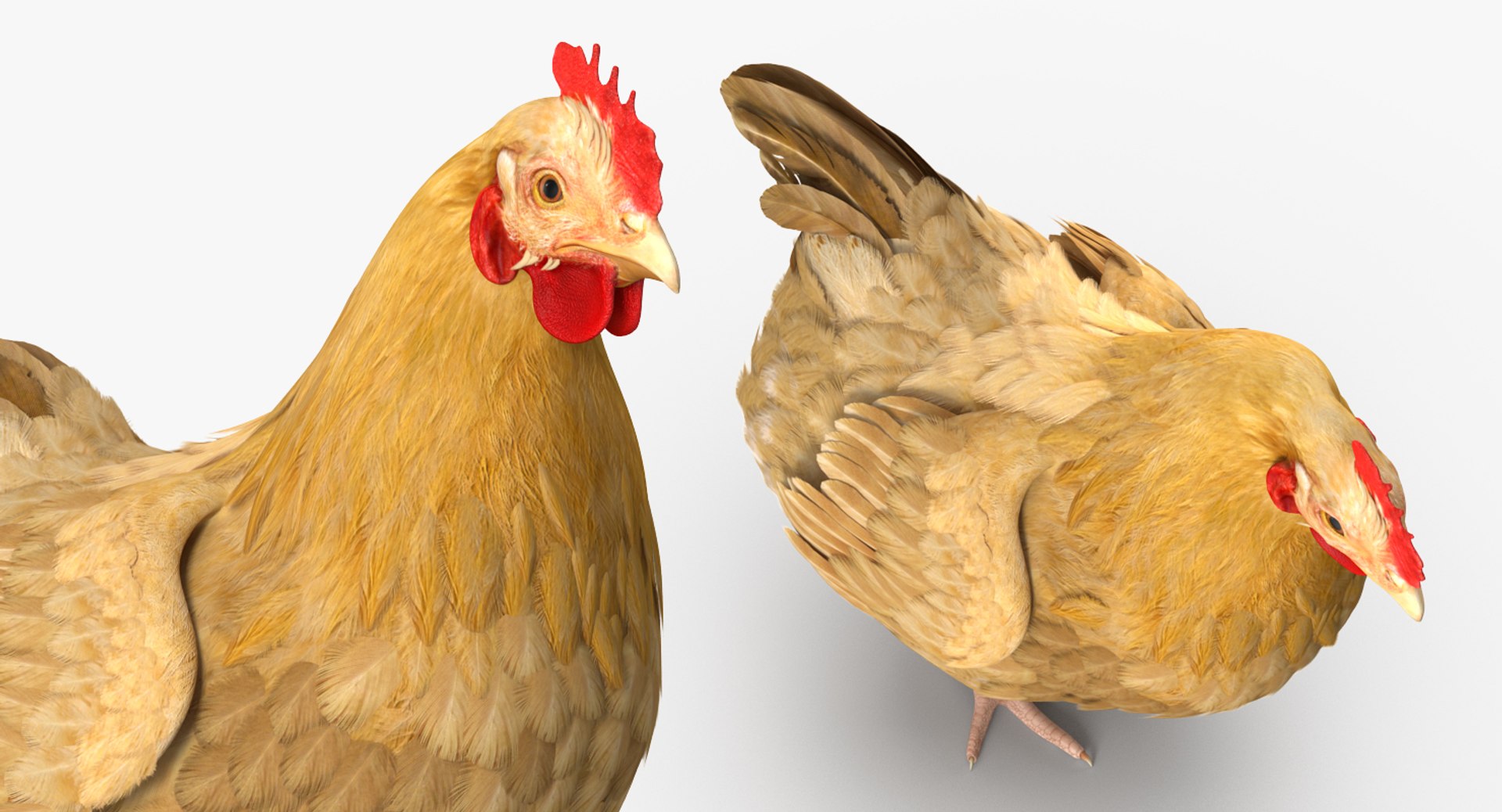 Chicken Rigged 3D Model - TurboSquid 1157386