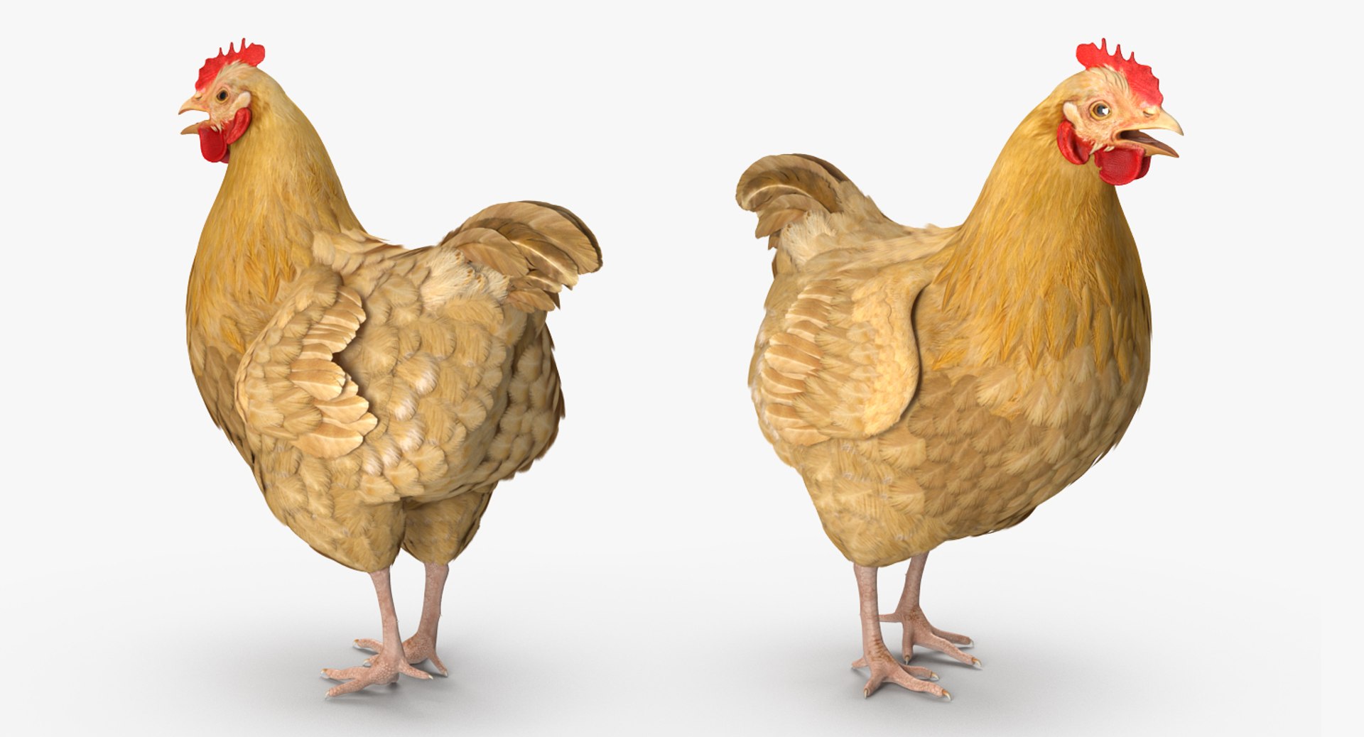 Chicken Rigged 3D Model - TurboSquid 1157386