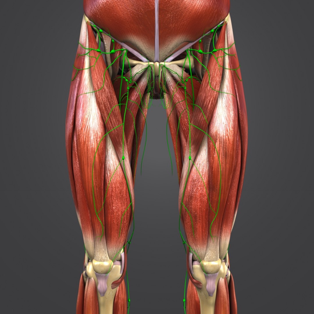 Muscles lymph nodes skeleton 3D model - TurboSquid 1273809