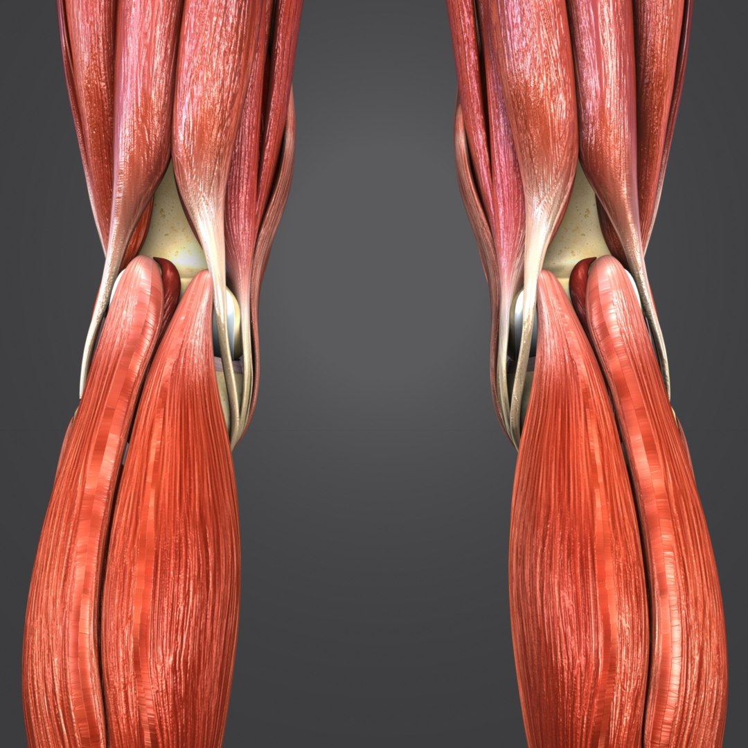 Muscles lymph nodes skeleton 3D model - TurboSquid 1273809