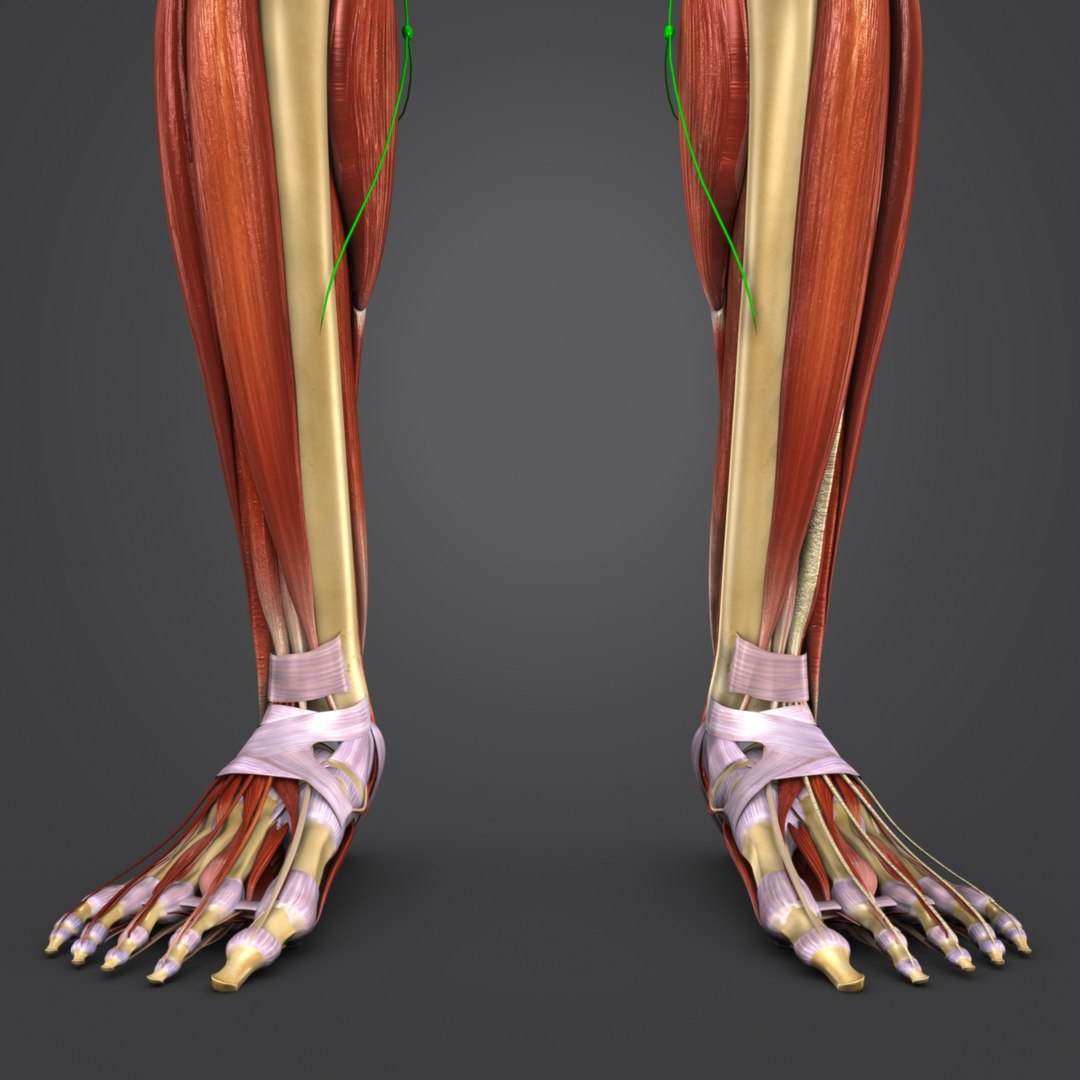 Muscles lymph nodes skeleton 3D model - TurboSquid 1273809