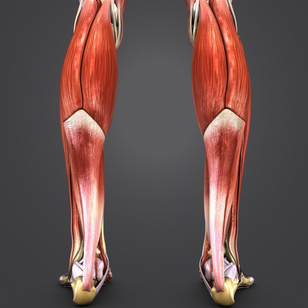 Muscles lymph nodes skeleton 3D model - TurboSquid 1273809