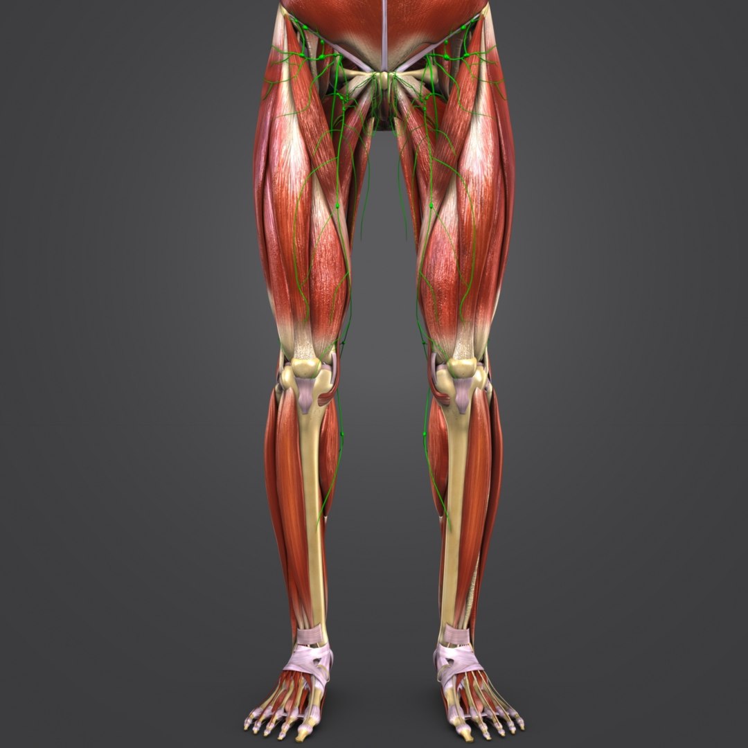 Muscles lymph nodes skeleton 3D model - TurboSquid 1273809