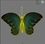 Butterfly Rigged Obj