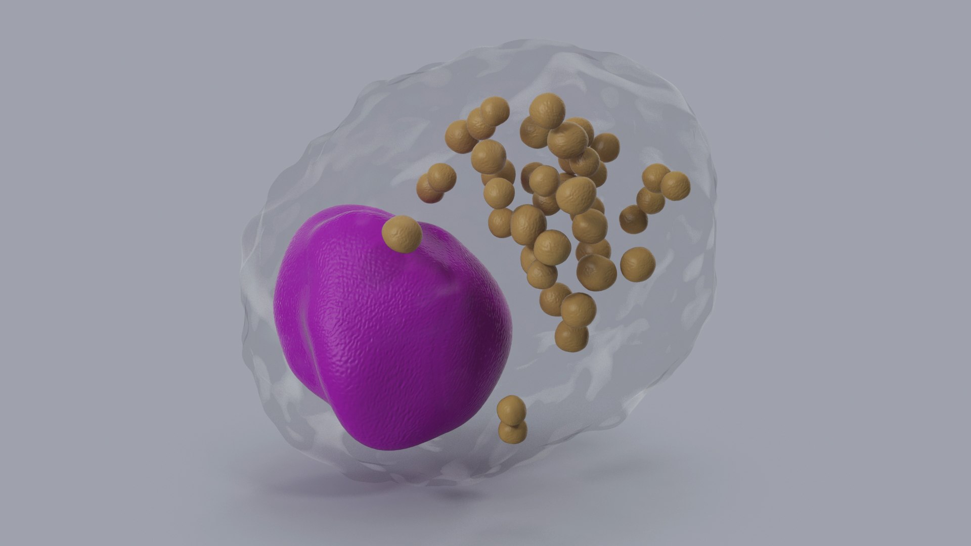 3D Macrophage Blood Cell - TurboSquid 2131723