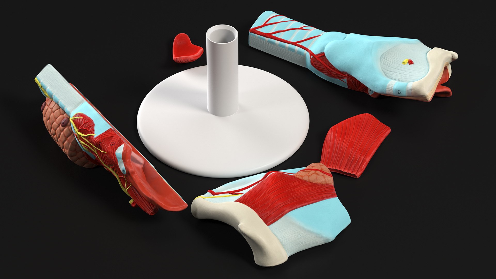 Disassembled Medical Model of Larynx 3D model - TurboSquid 2004706