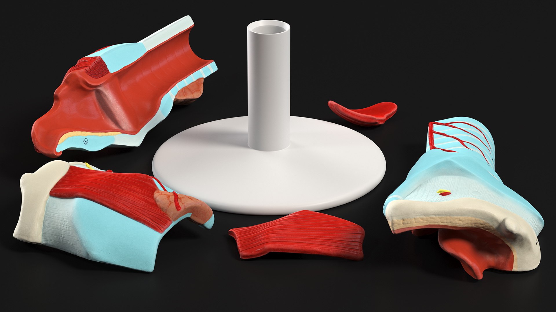 Disassembled Medical Model of Larynx 3D model - TurboSquid 2004706