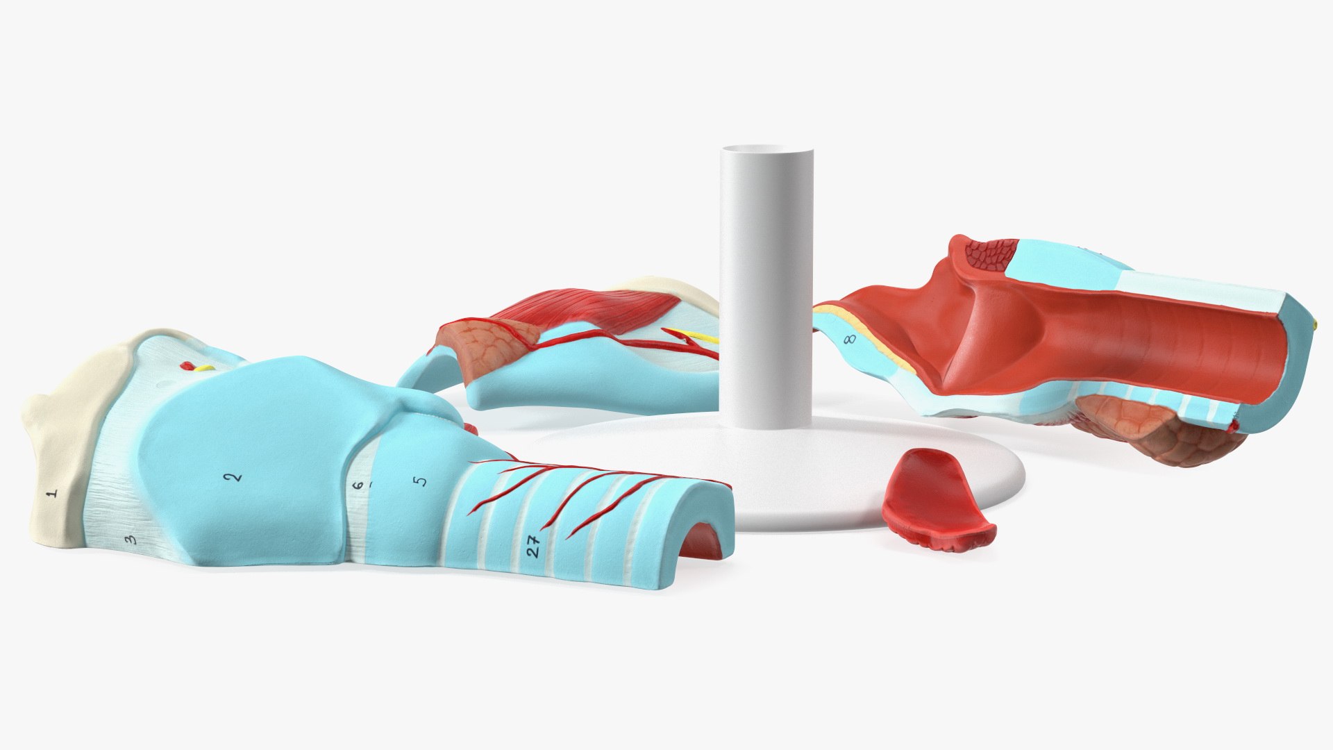 Disassembled Medical Model of Larynx 3D model - TurboSquid 2004706