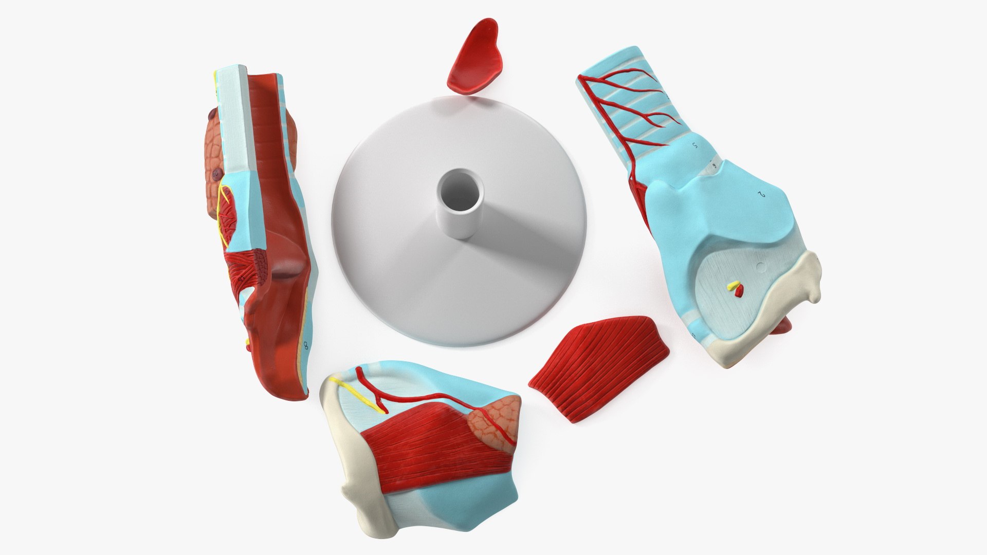 Disassembled Medical Model of Larynx 3D model - TurboSquid 2004706