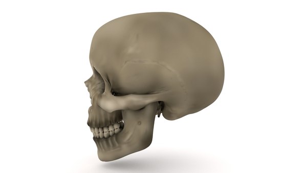 Skull blender cycles 3D - TurboSquid 1445856