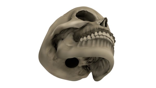 Skull blender cycles 3D - TurboSquid 1445856