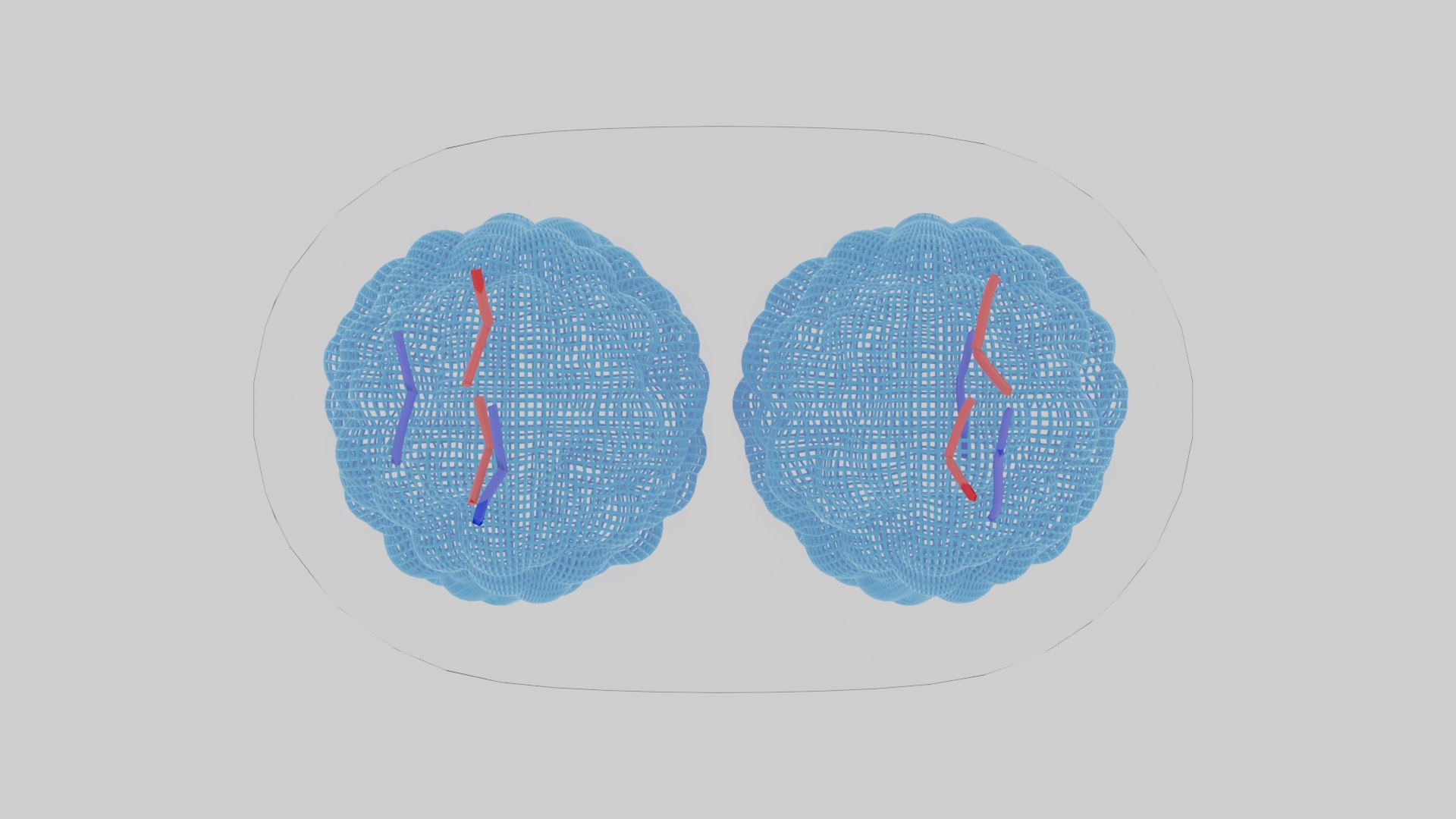 3D Cell Division Through Mitosis Animation - TurboSquid 1715740