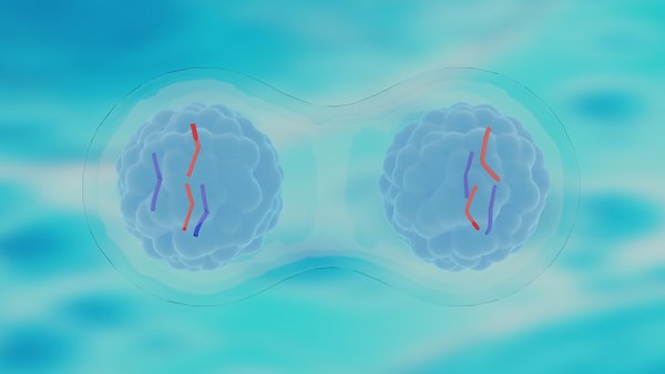 3D Cell division through mitosis animation - TurboSquid 1715740
