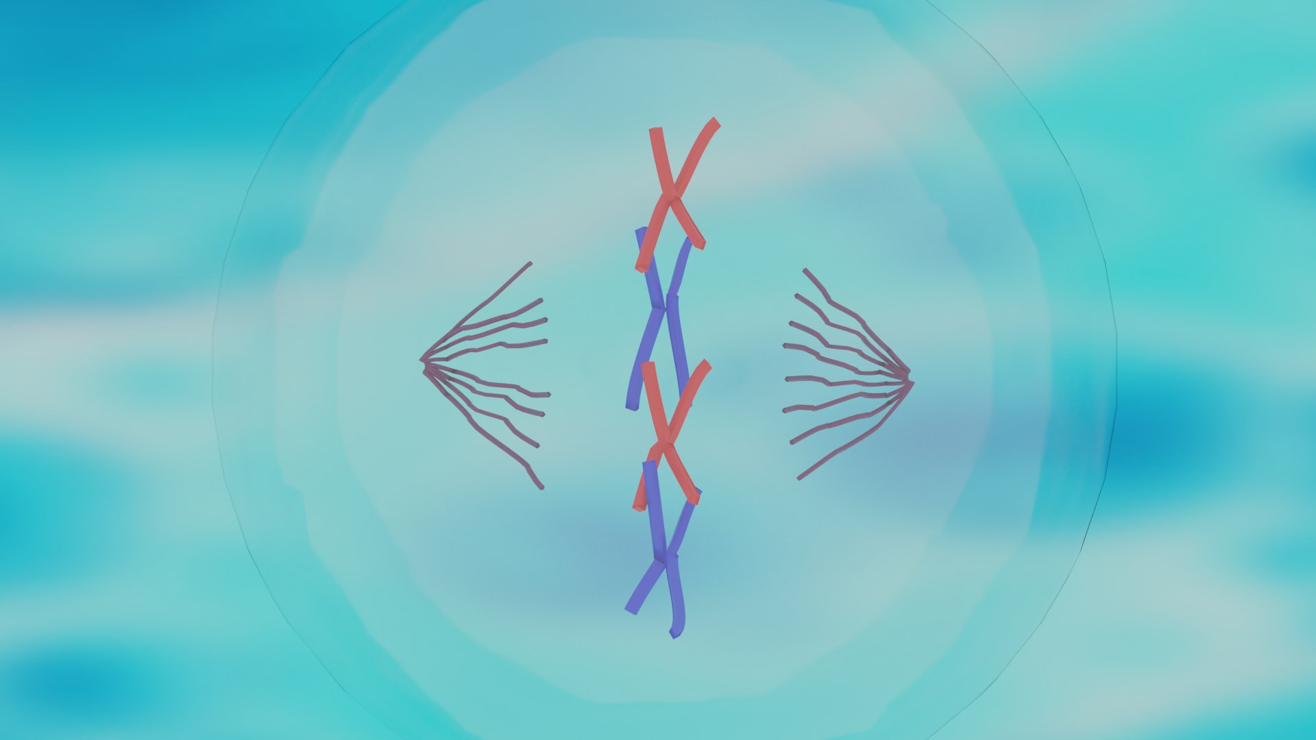 3D Cell Division Through Mitosis Animation - TurboSquid 1715740