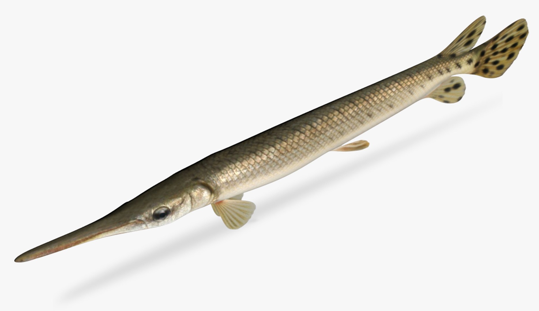 Lepisosteus Platostomus Shortnose Gar 3D Model - TurboSquid 1164291