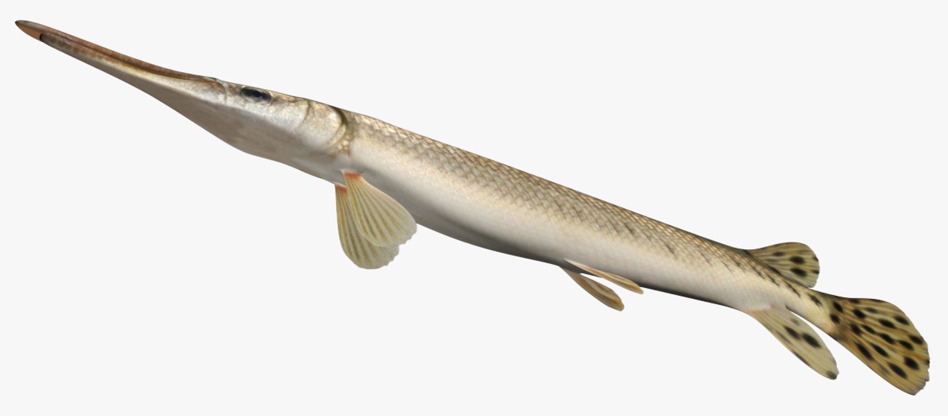Lepisosteus Platostomus Shortnose Gar 3D Model - TurboSquid 1164291