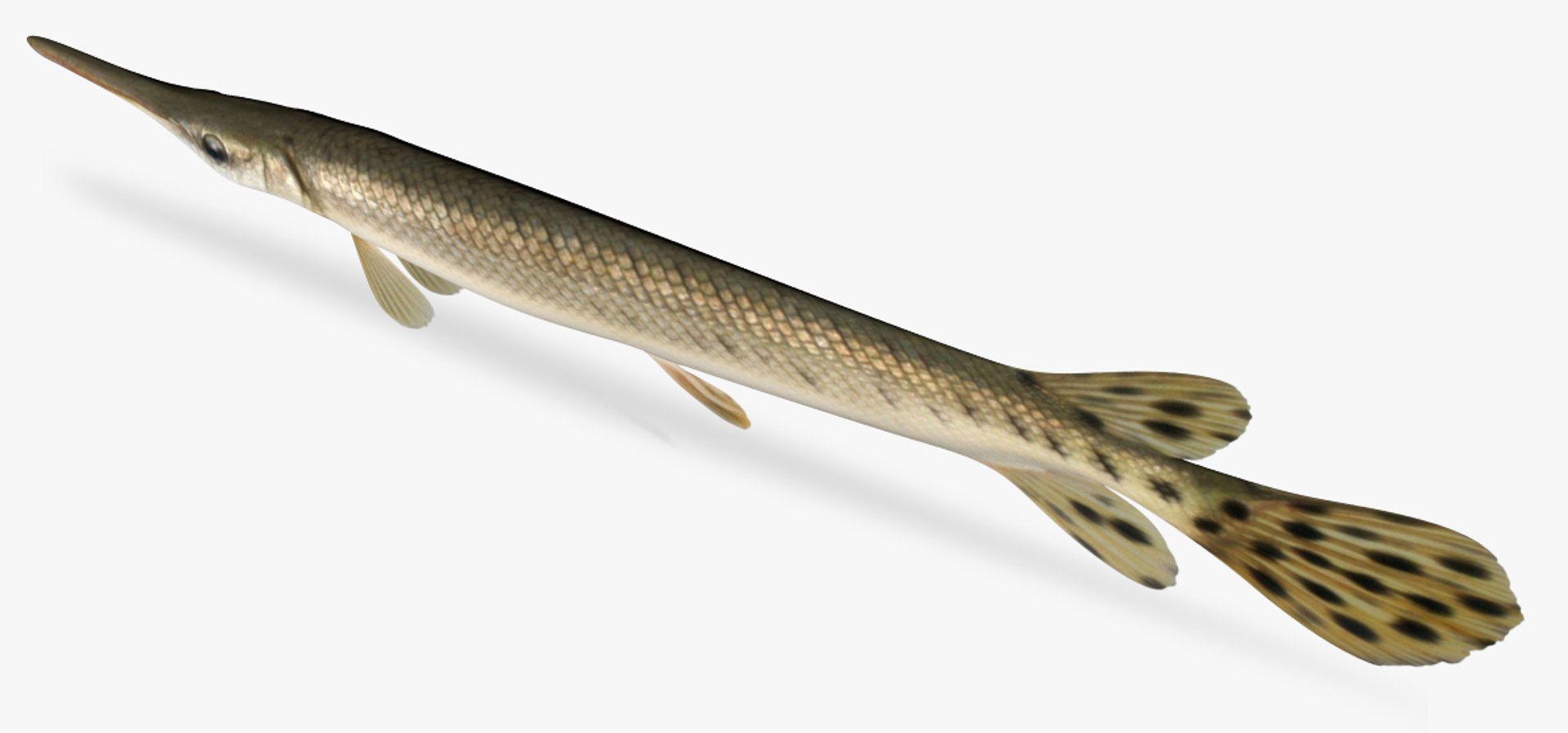 Lepisosteus Platostomus Shortnose Gar 3D Model - TurboSquid 1164291