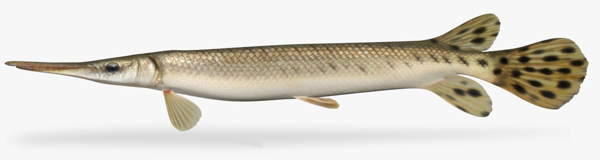 Lepisosteus Platostomus Shortnose Gar 3D Model - TurboSquid 1164291