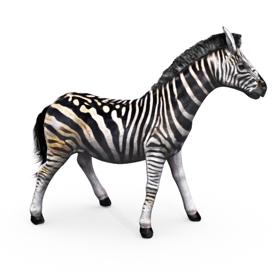 Zebra Animating 3d Model