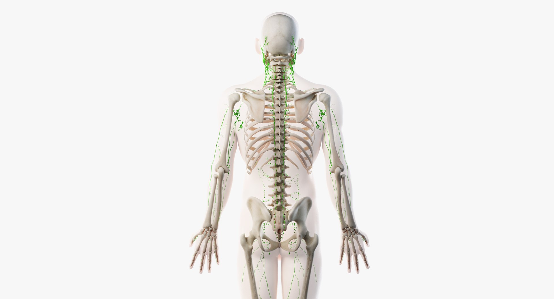 3D model skin asian male skeleton - TurboSquid 1497681