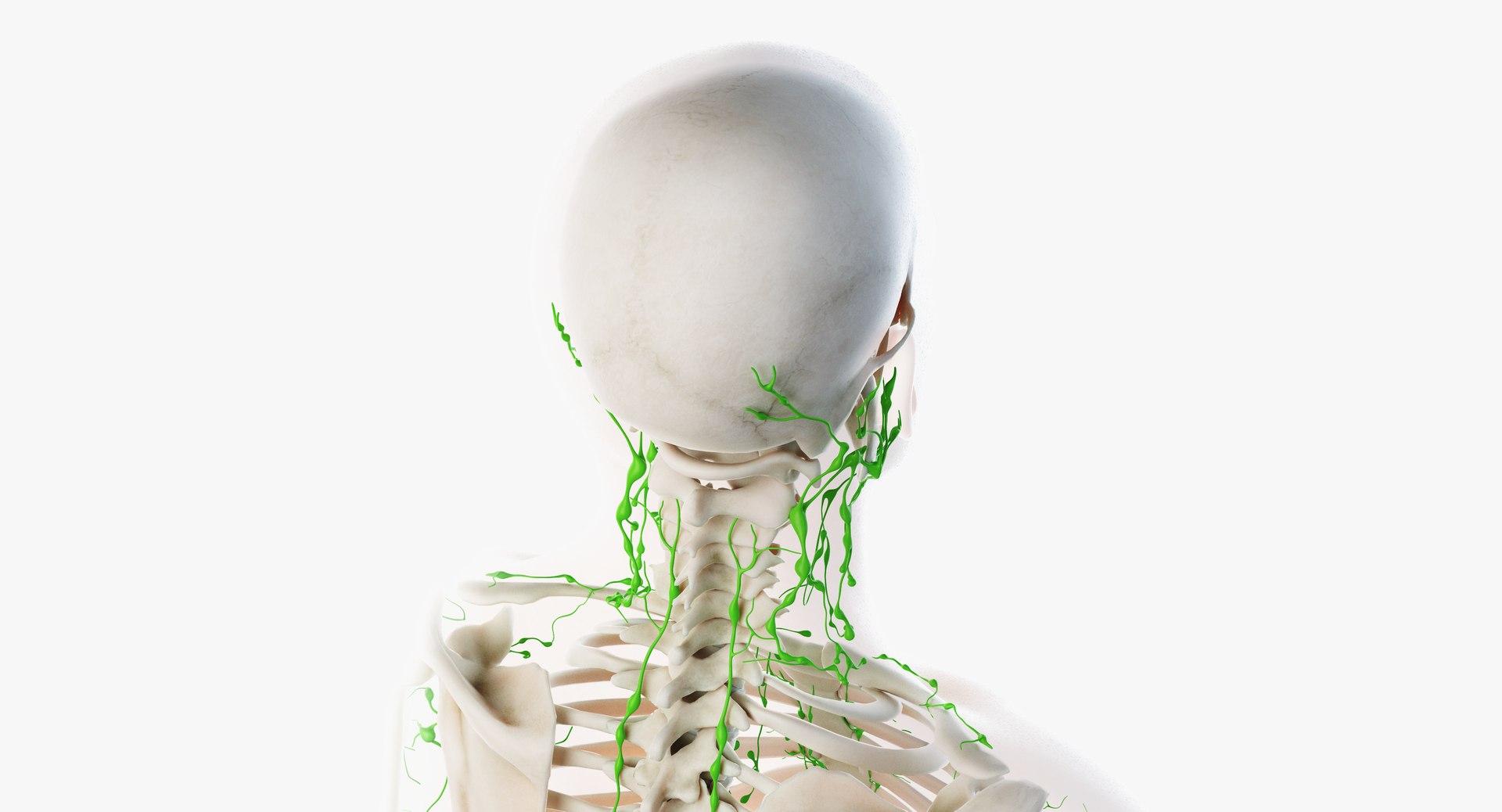 3D model skin asian male skeleton - TurboSquid 1497681