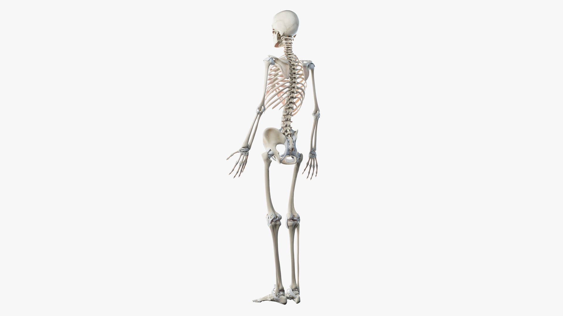 3D model skin asian male skeleton - TurboSquid 1497681