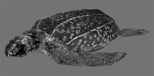 leatherback sea turtle 3d model
