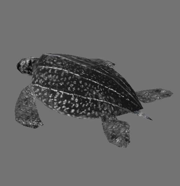 leatherback sea turtle 3d model