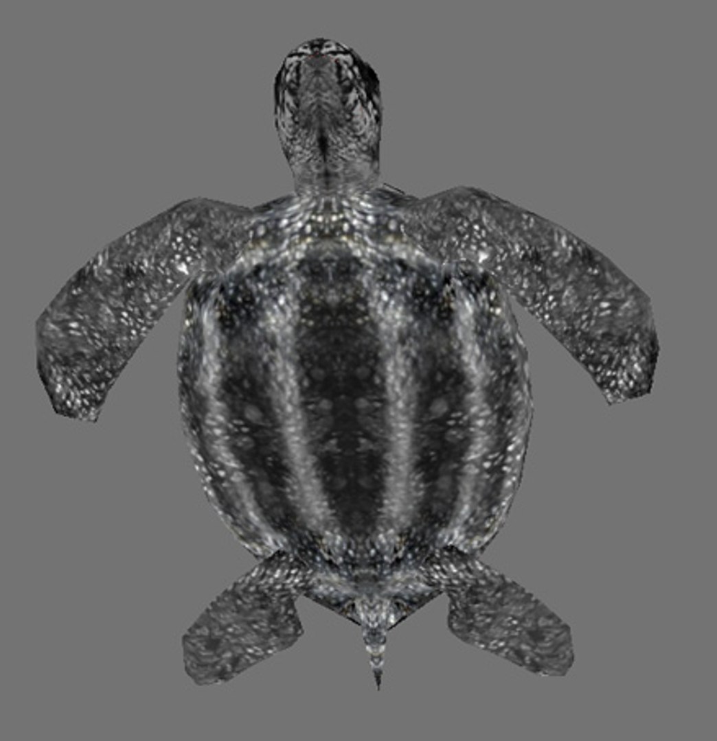 Leatherback Sea Turtle 3d Model