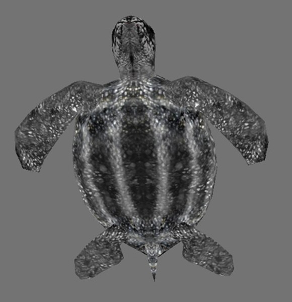 leatherback sea turtle 3d model