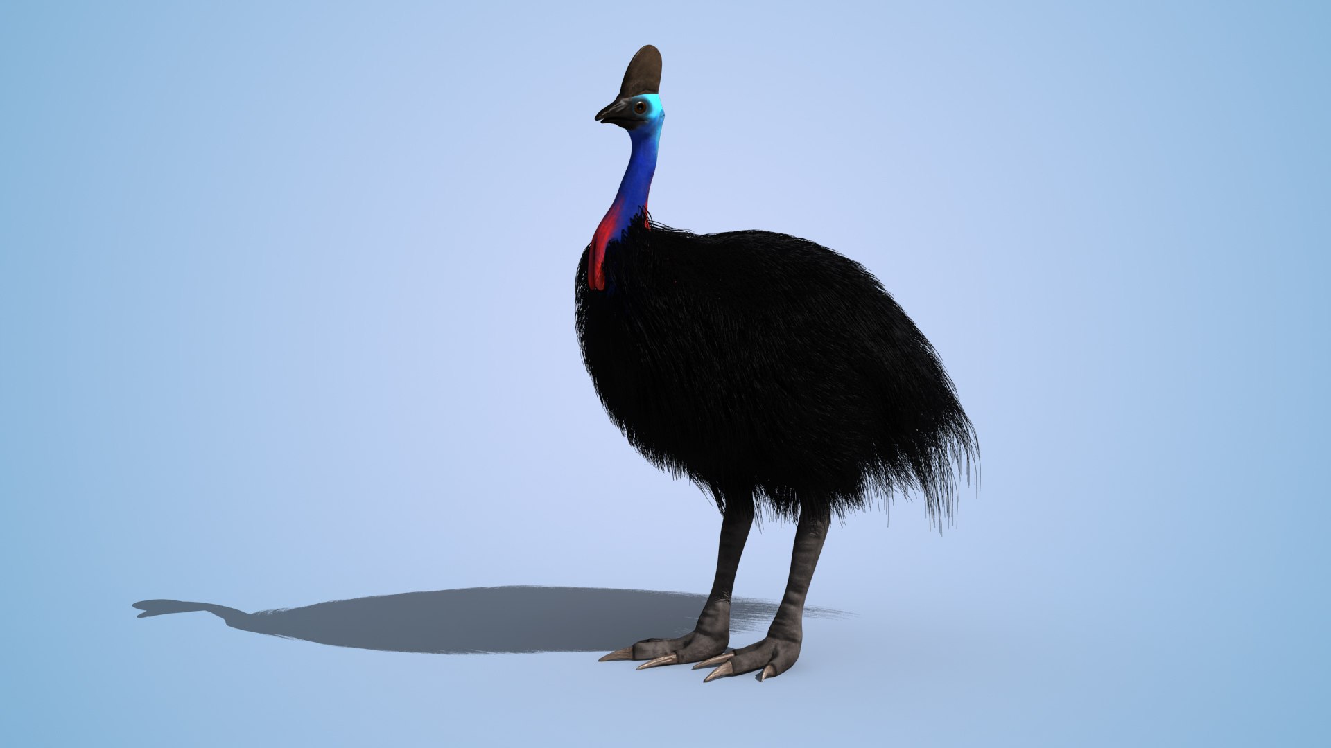 3d Model Rigged Cassowary Bird Animation