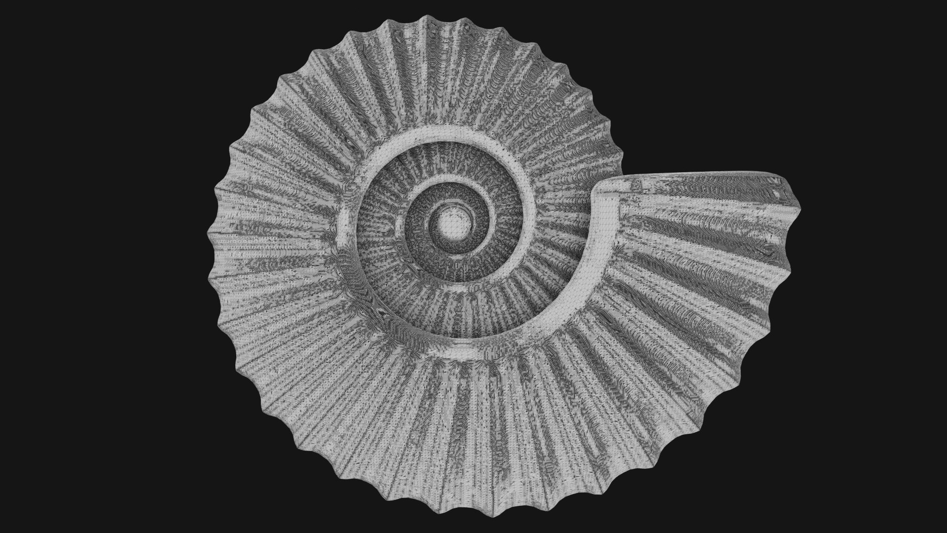 3D Model Sube Volute Ribbed Ammonoid Shell - TurboSquid 2288988