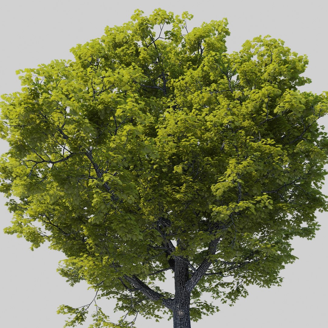 oak tree max