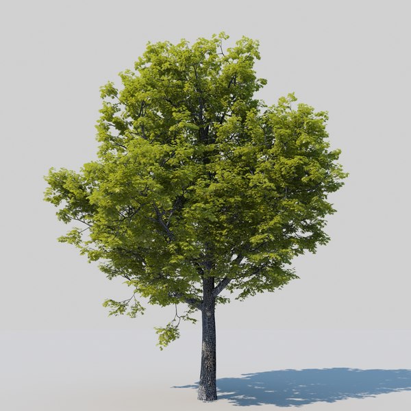 Deciduous Tree 3D Models for Download | TurboSquid