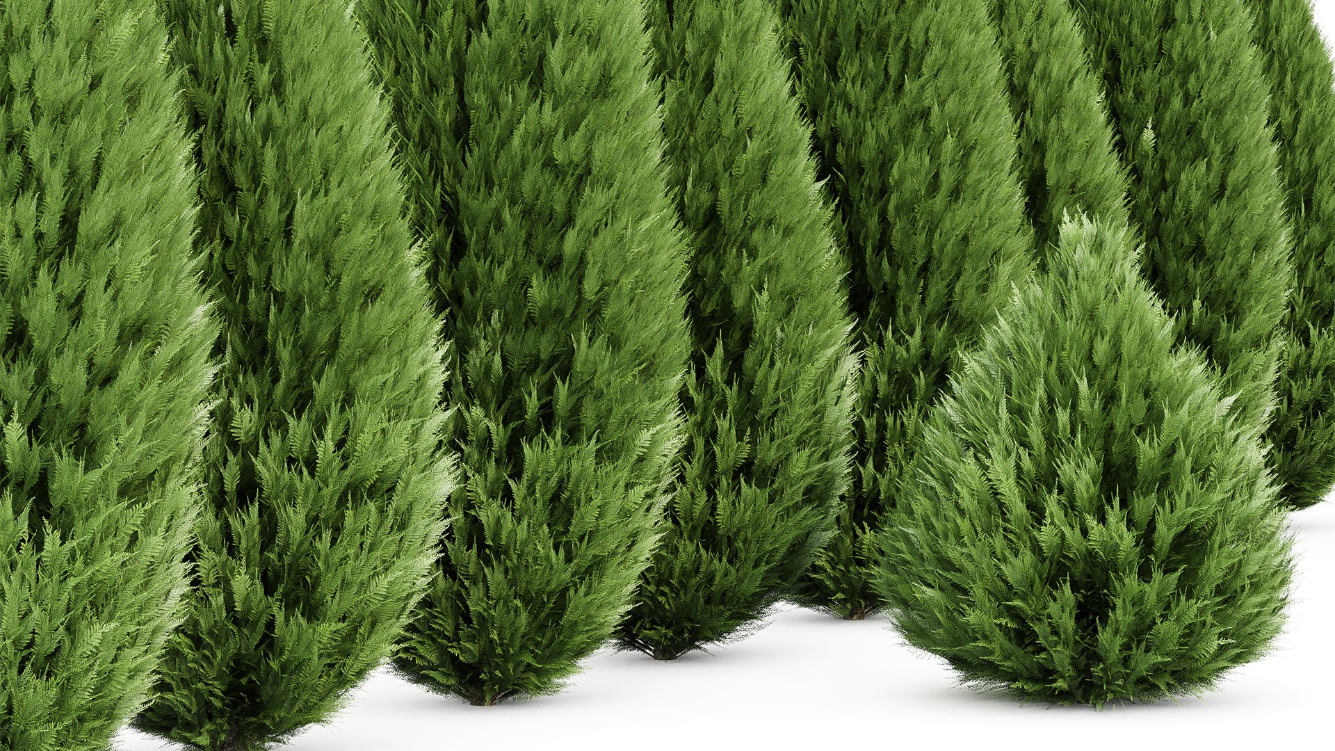 3D Juniperus Chinensis Spartan Taylor Juniper - TurboSquid 2245662