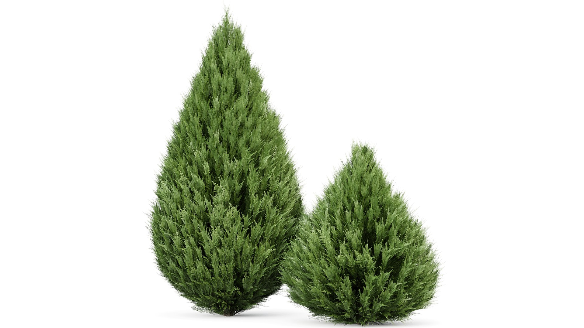 3D Juniperus Chinensis Spartan Taylor Juniper - TurboSquid 2245662