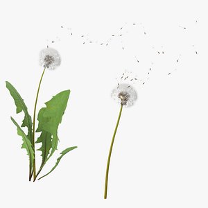 3d dandelion