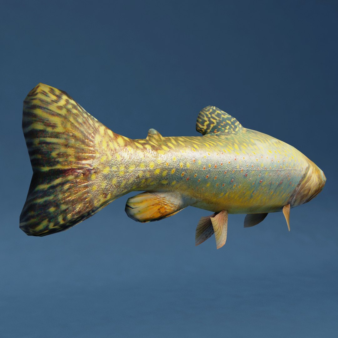 Trout Modelled 3d Model