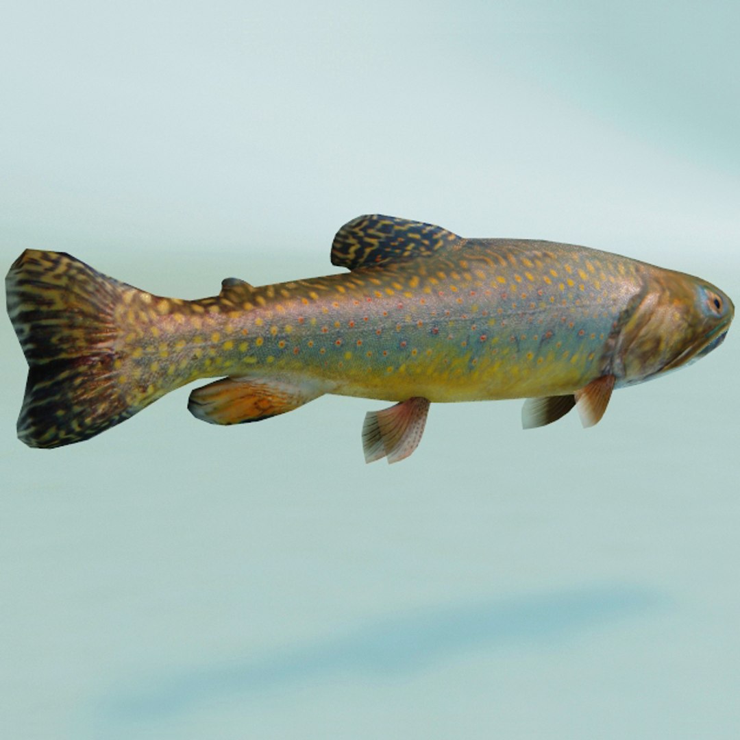 Trout Modelled 3d Model