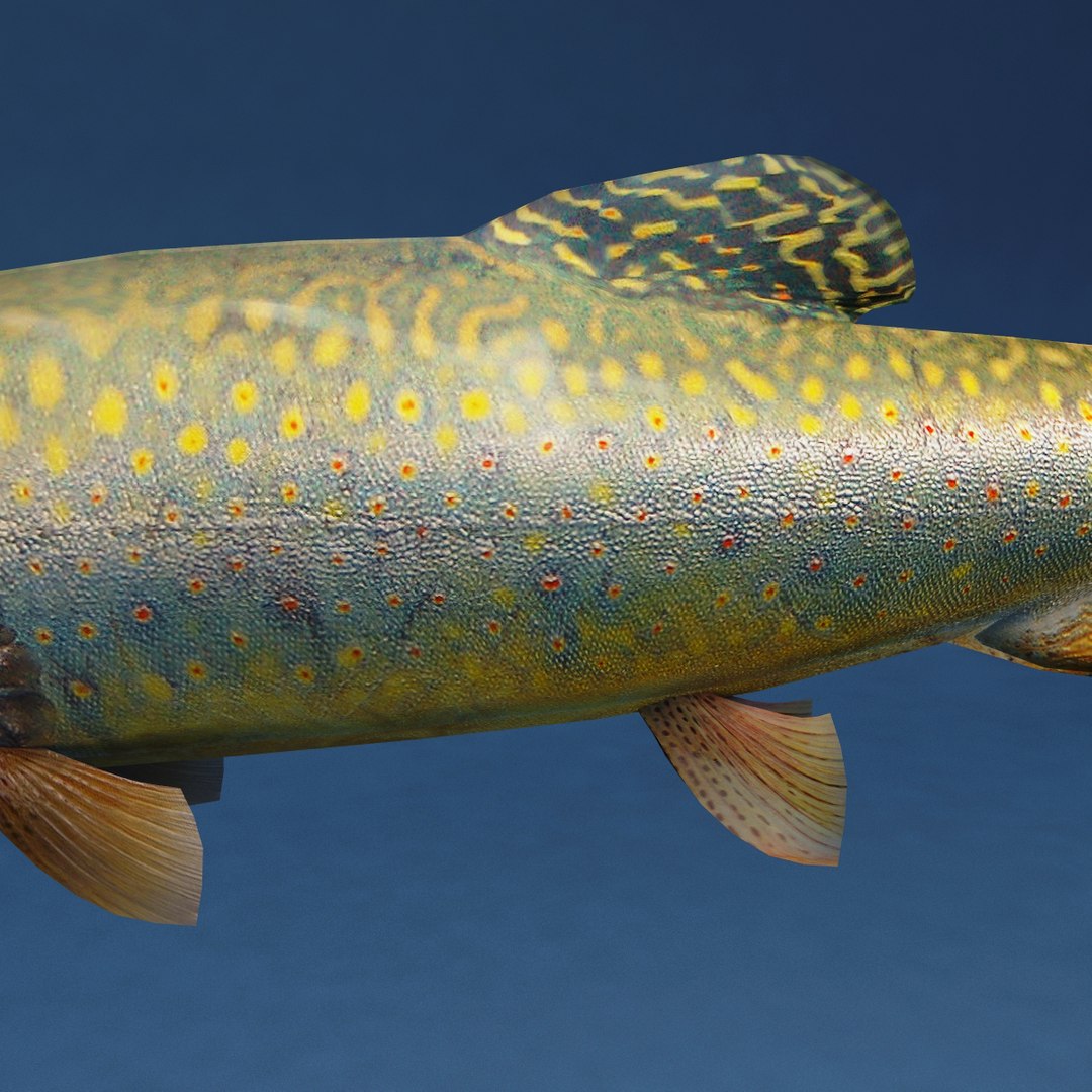 Trout Modelled 3d Model