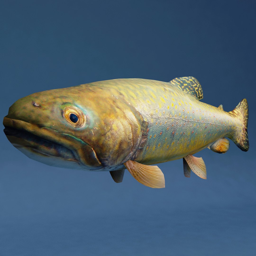 Trout Modelled 3d Model