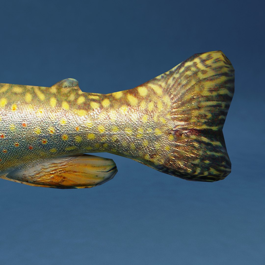 Trout Modelled 3d Model