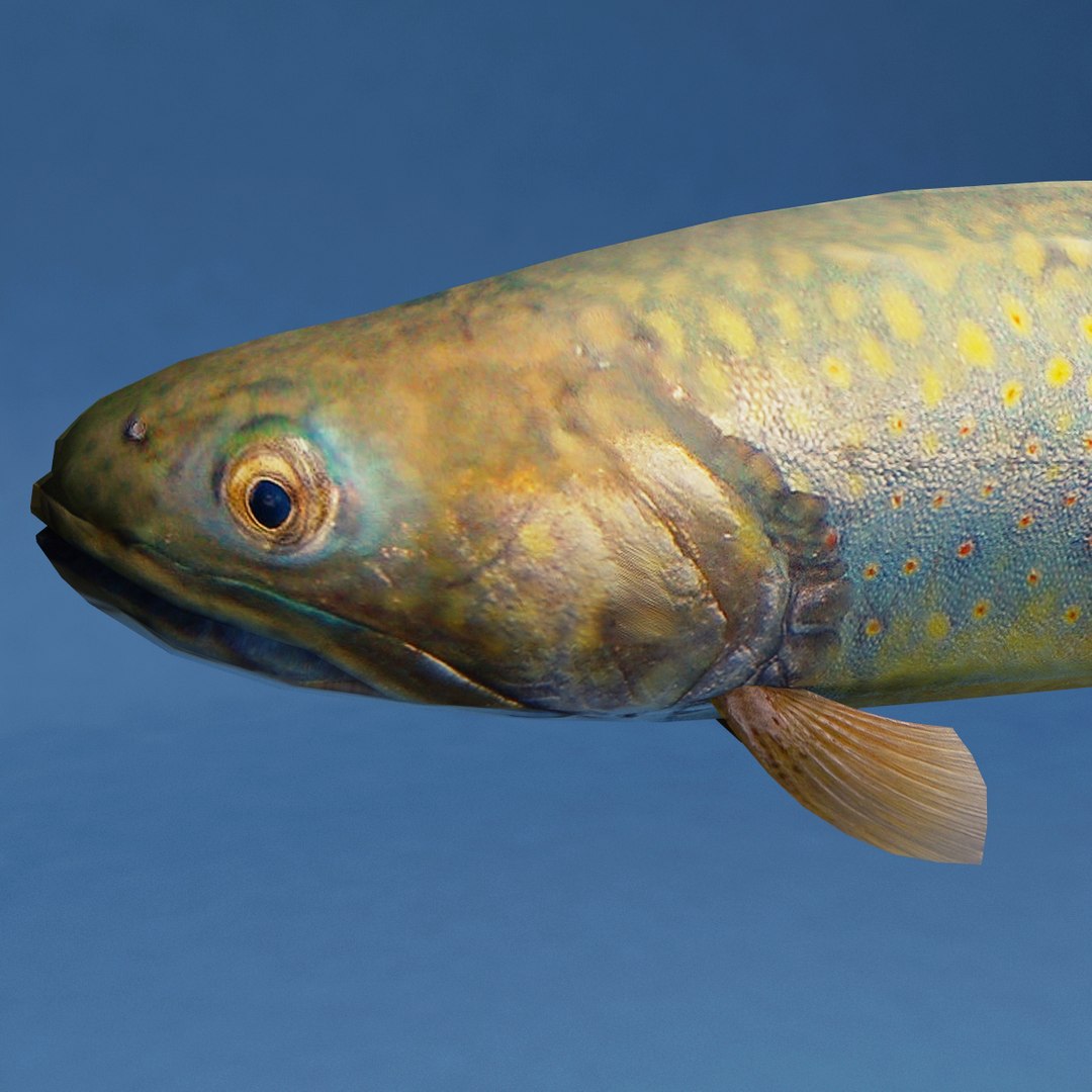 Trout Modelled 3d Model